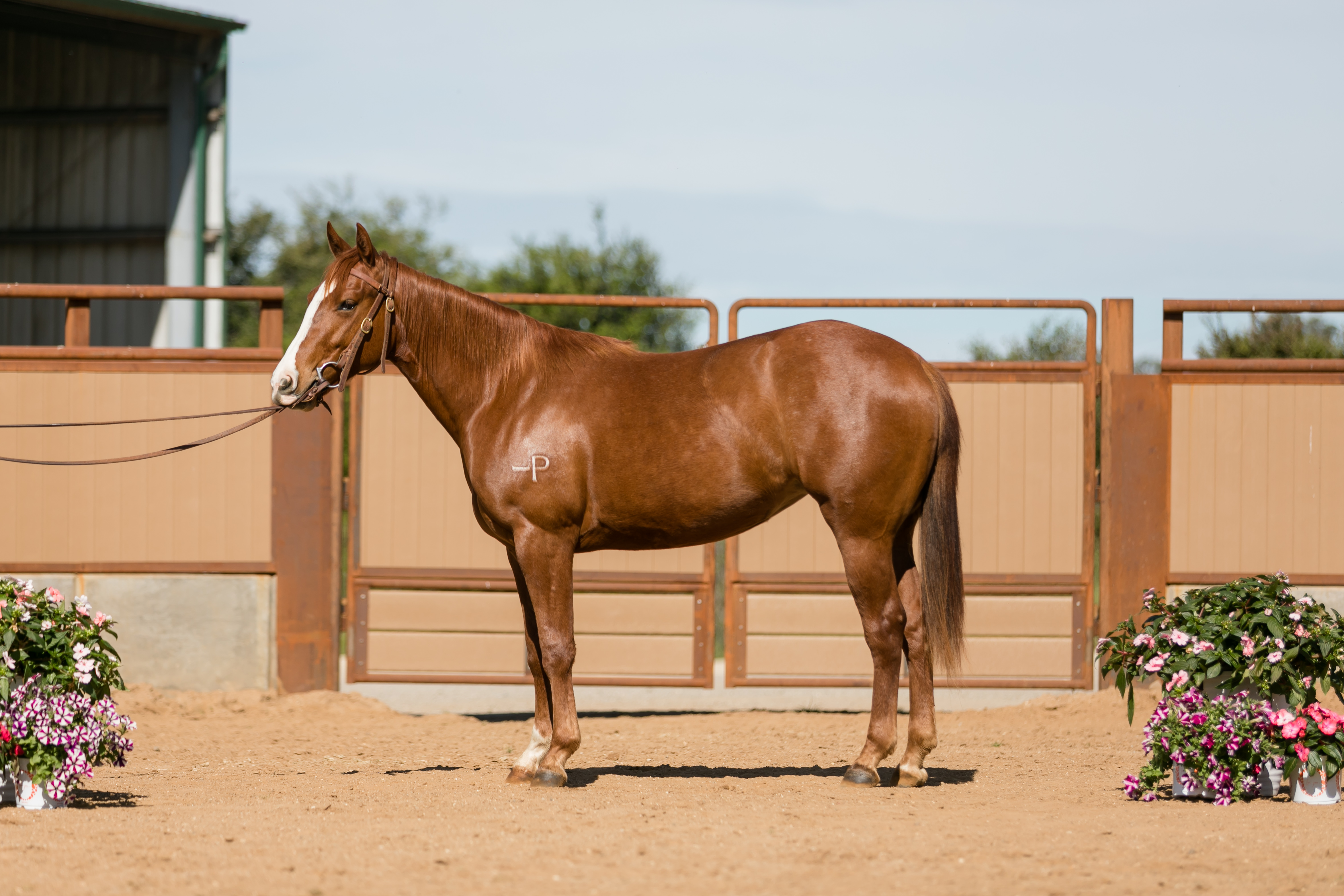 CP Smooth N Jagged - Performance Horse Sales - Cal Poly, San Luis Obispo